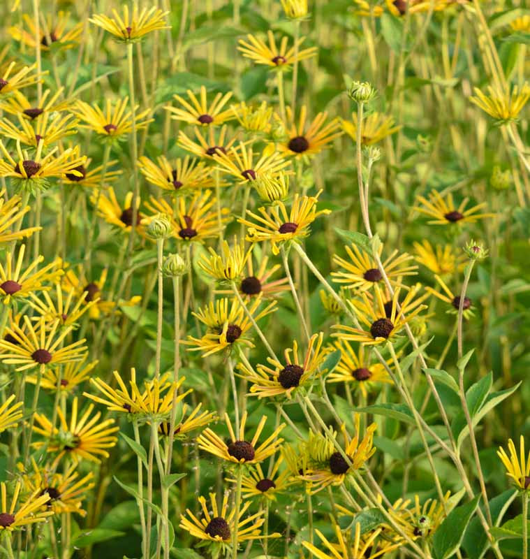 Rudbeckia subtomentosa 'Henry Eilers' (Sweet Coneflower)